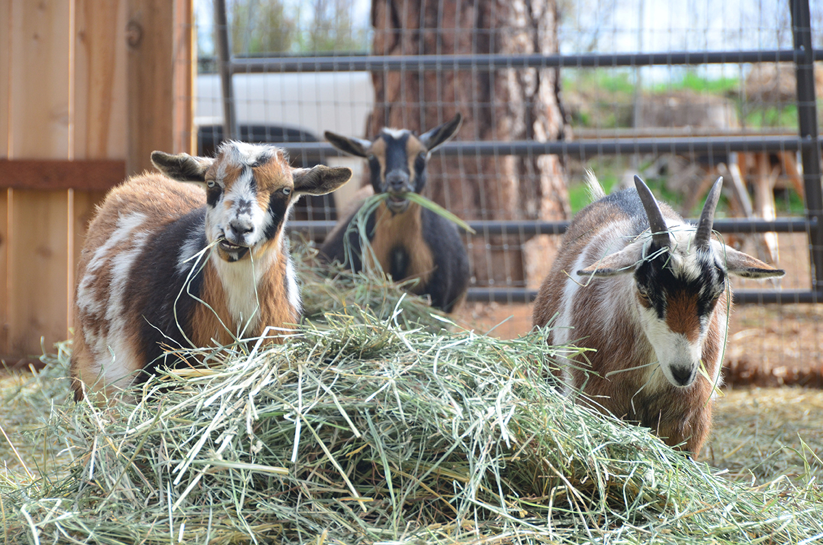 Profile: Bamboo & His Goat Herd | Fear-No-More